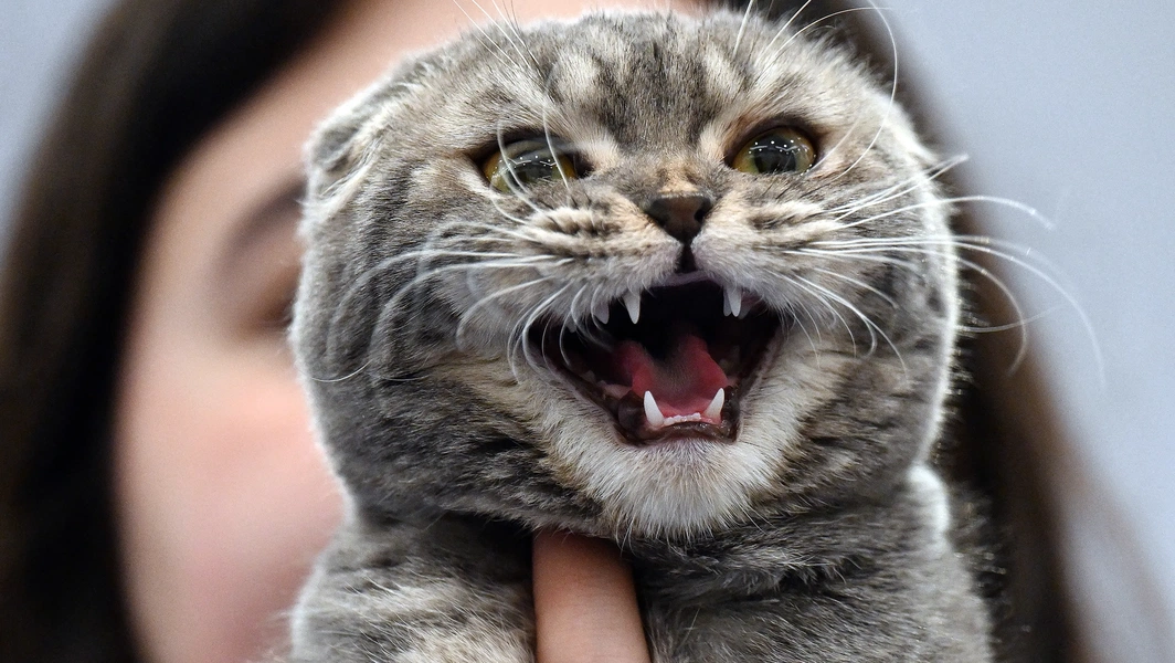 How cats perceive and respond to human emotions