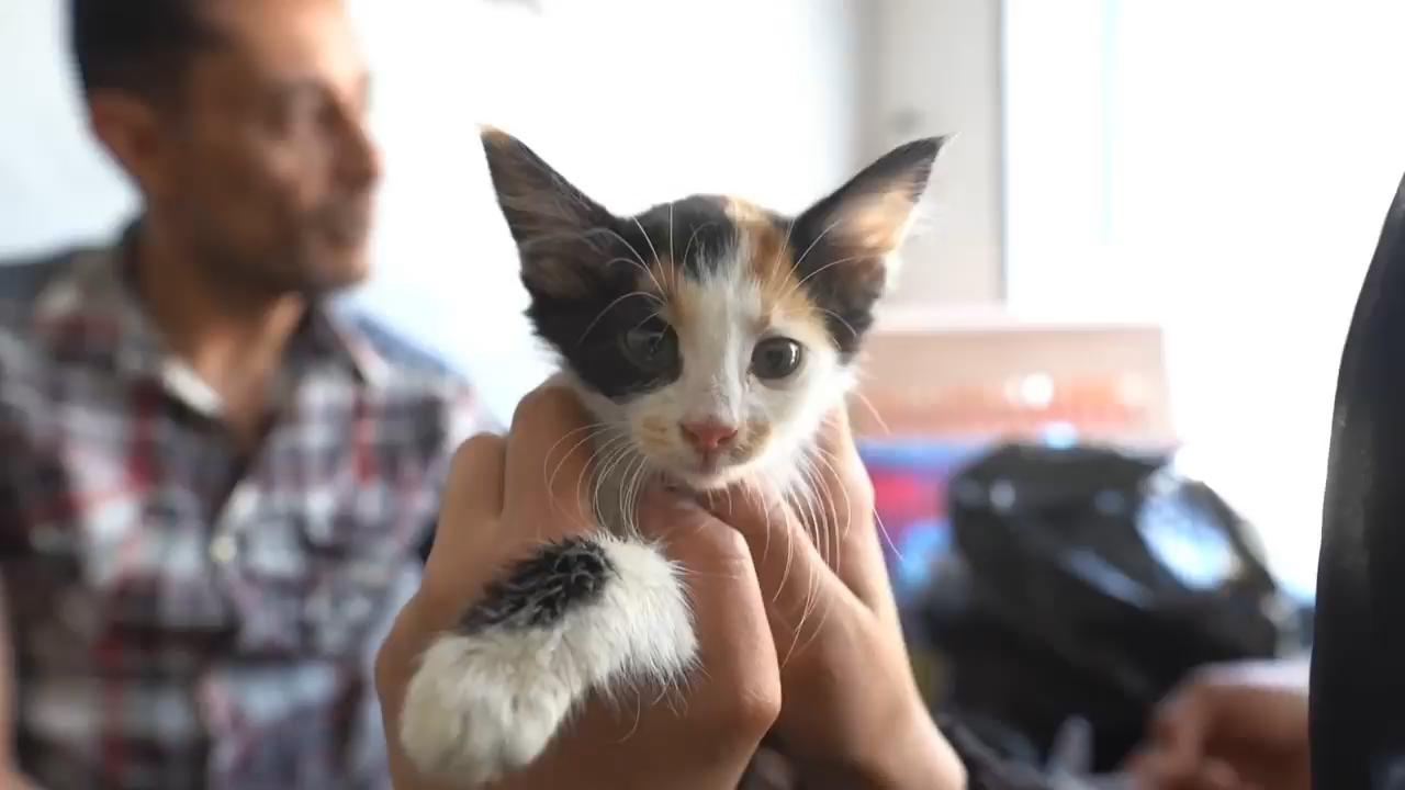 Pet owners in Gaza struggle to feed and treat their animals amid a ...
