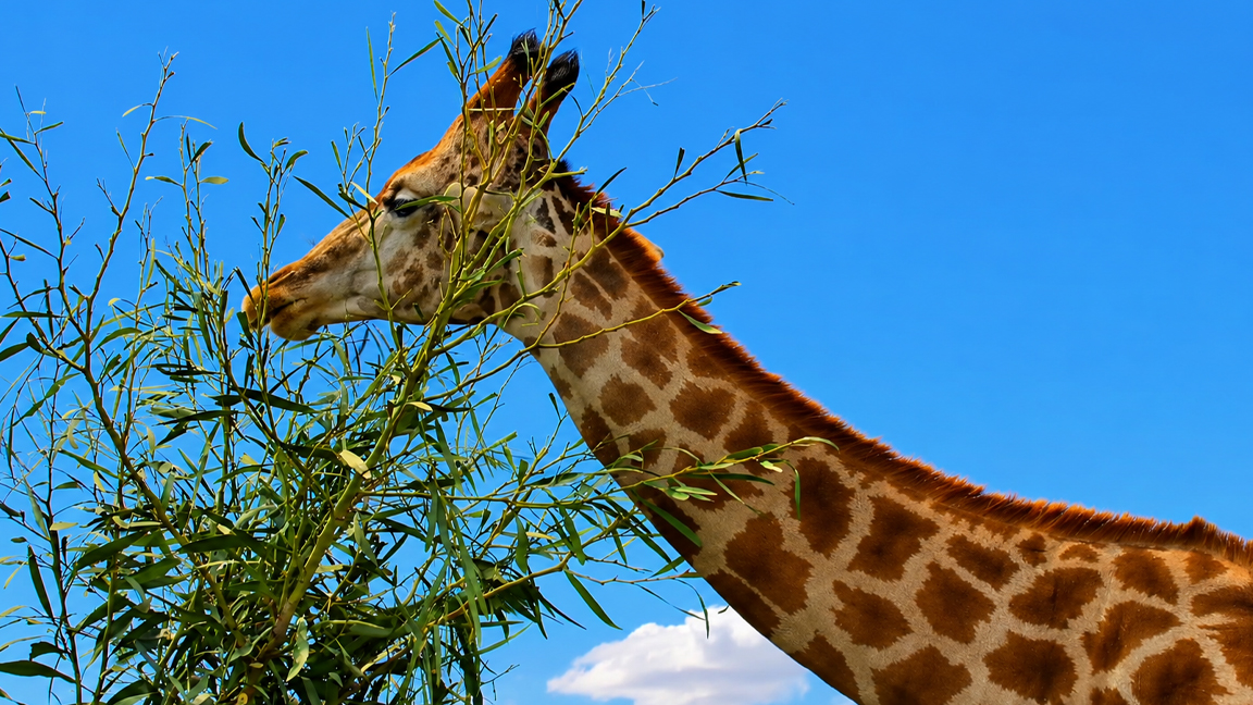 How does this animal reach food so easily?