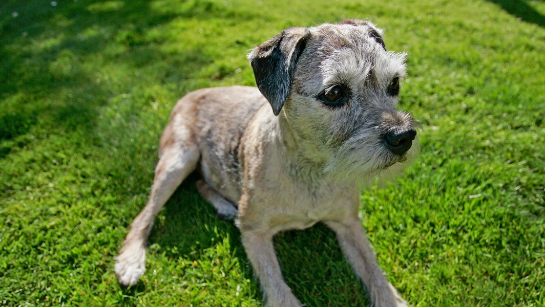 10 terriers and working dogs with playful home personalities