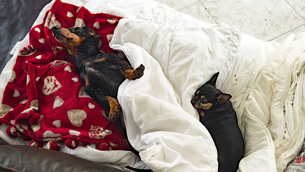 10 affectionate dog breeds that cherish close companionship