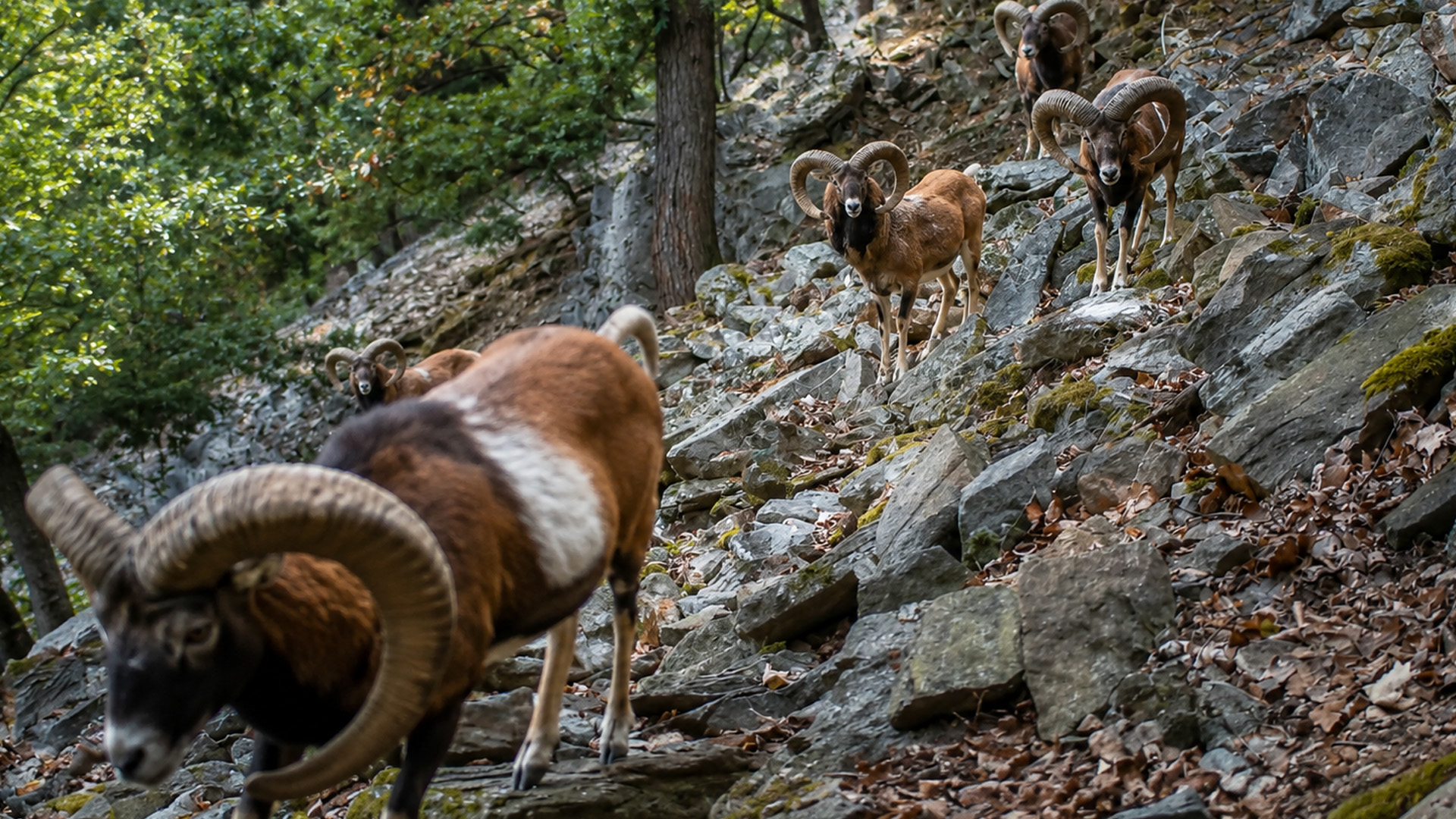 A remote camera watched this rocky trail - then these rams arrived
