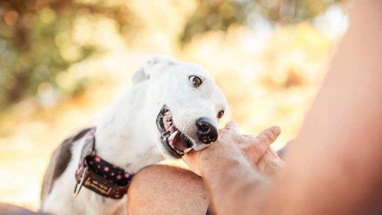 8 words that calm dogs instantly