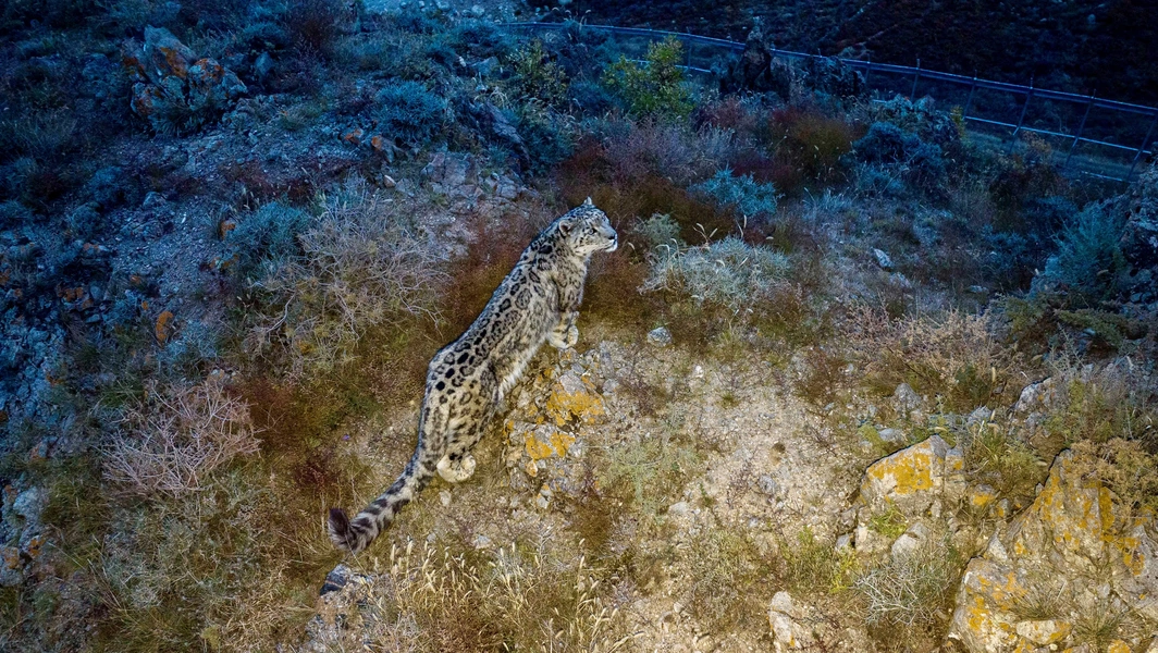 12 critically endangered animals and their struggle for survival