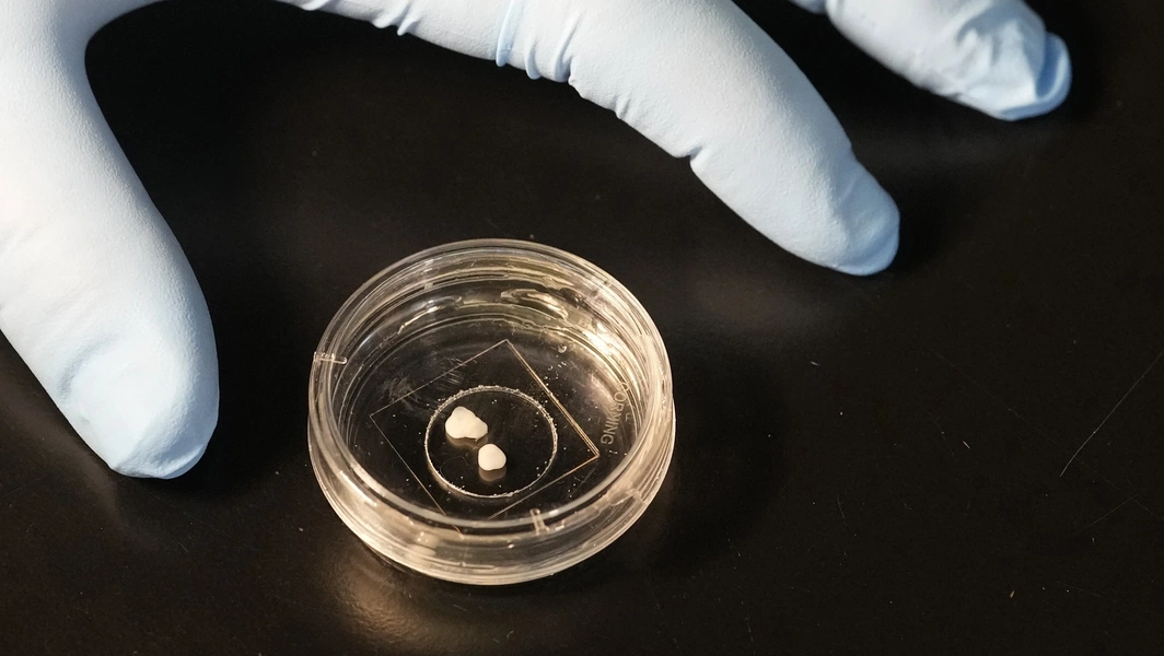 Lab-grown brain tissue and the science of memory