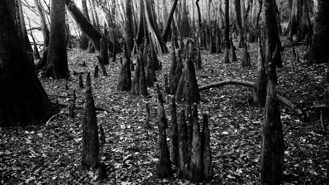Hidden freedom in the Great Dismal Swamp