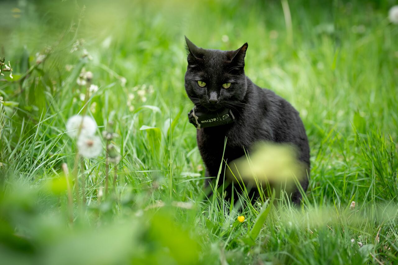 Which is better: cats or dogs? A historian weighs in