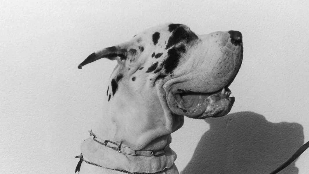 17 dog sounds and what they communicate