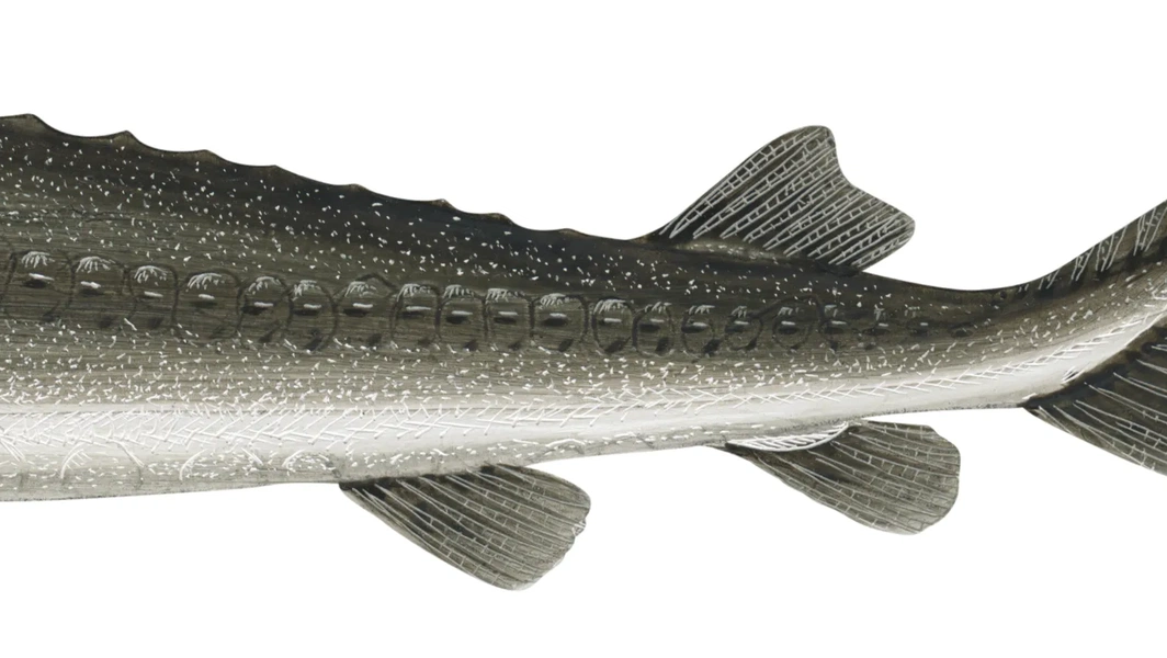8 massive fish of the Great Lakes