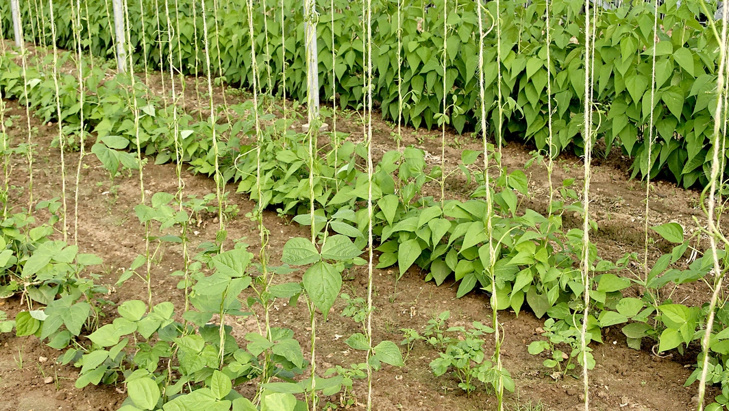 Common mistakes to avoid when growing green beans