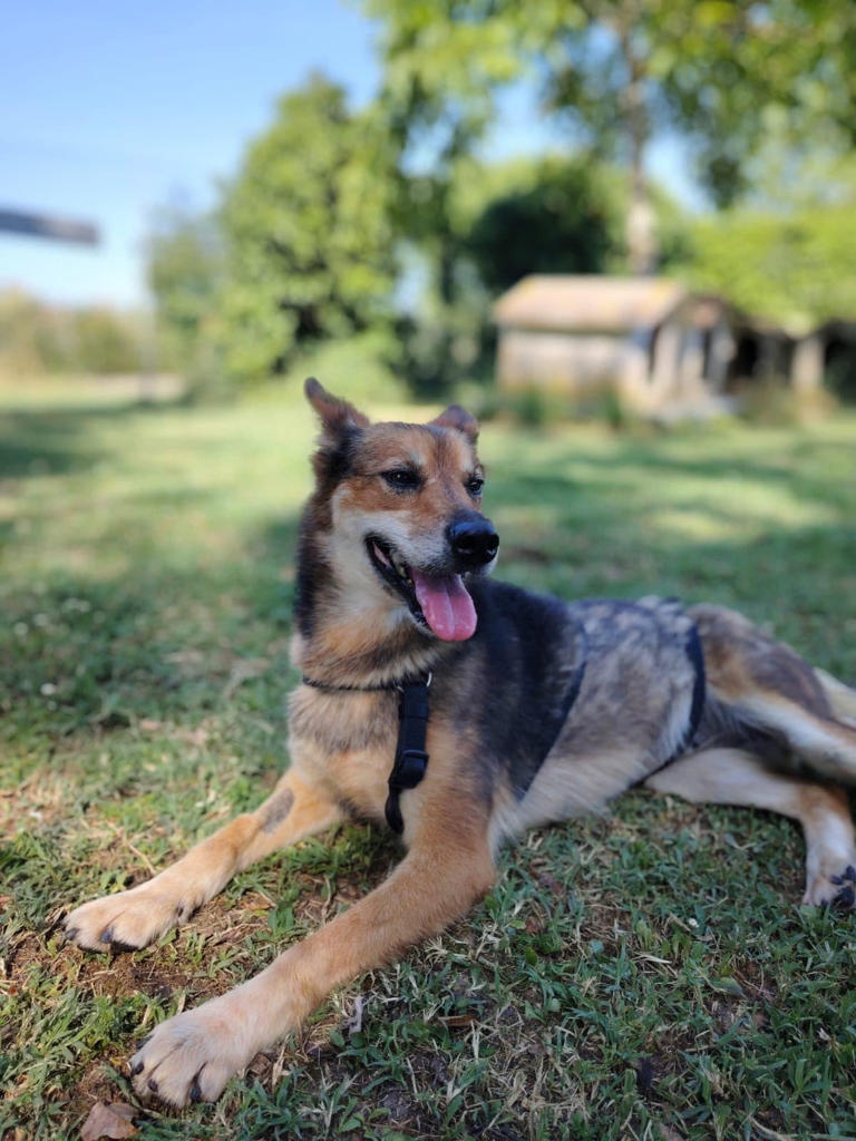 Gli Alaskan Husky sequestrati in Trentino sono pronti per essere ...