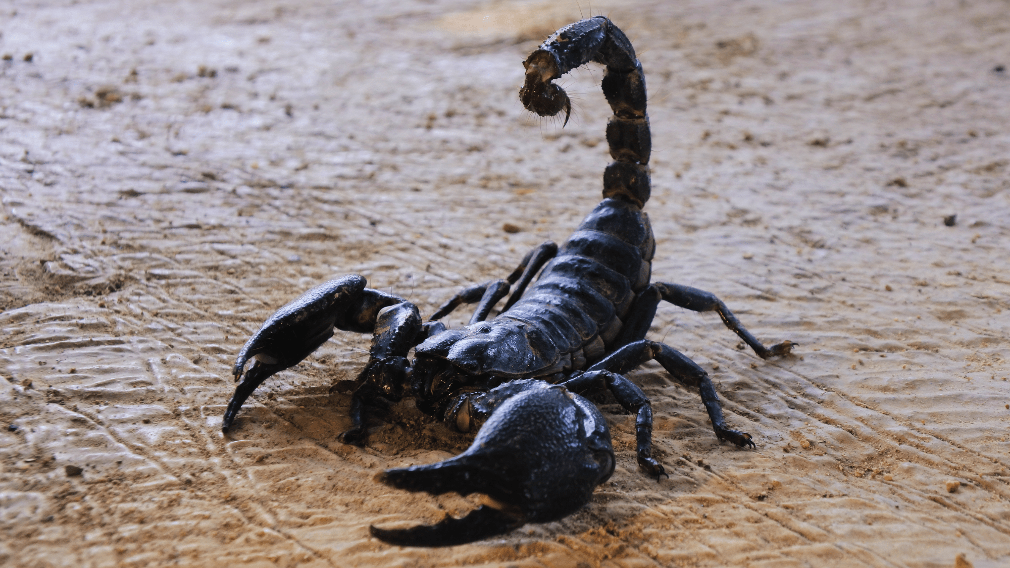 Before humans, England belonged to horrifying scorpions the size of ...