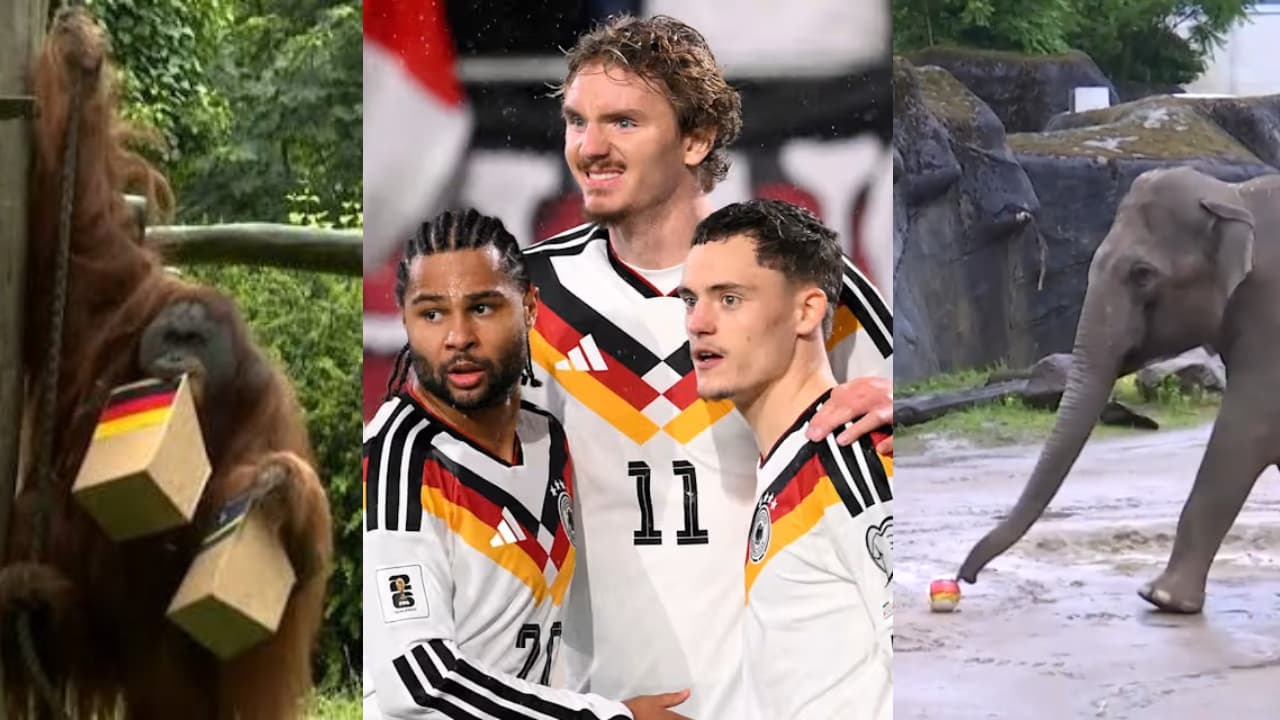 FIFA World Cup 2026: Elephant Tarak and orangutan Walter predict ...