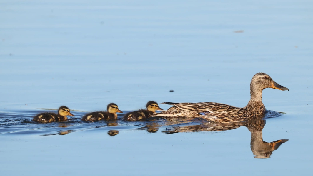 Habitats, adaptations, and population trends of ducks
