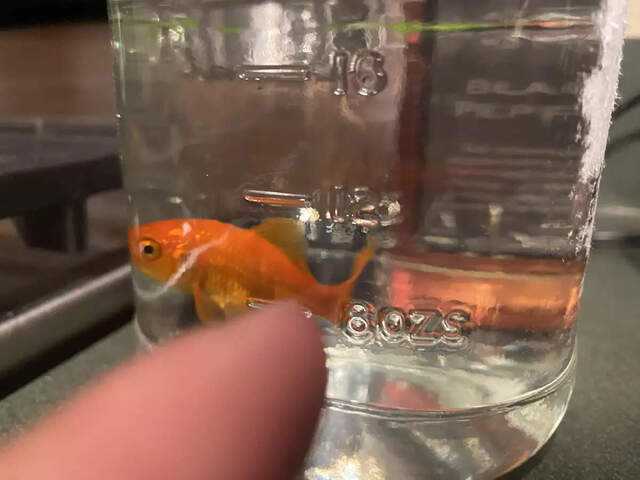 Enhancing home vibes: The Vastu benefits of keeping goldfish