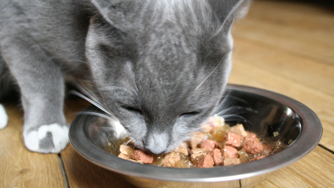 Helping picky cats eat better