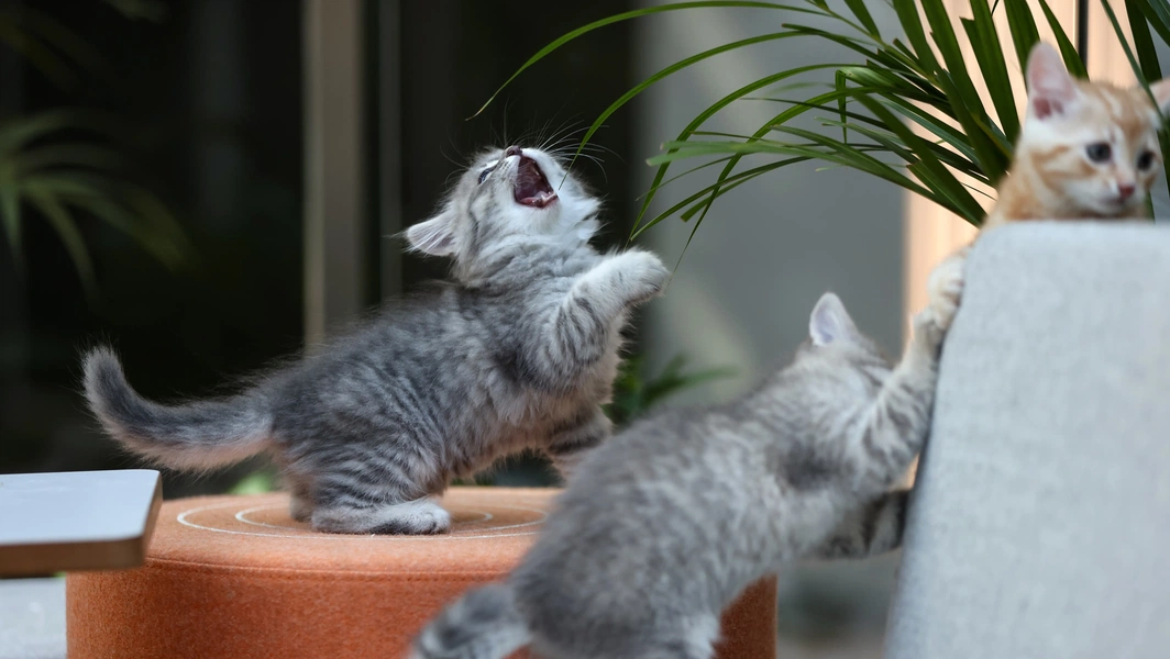 Why cats disturb sleep at night