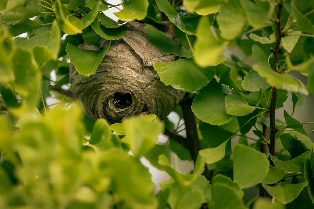 Found a wasp nest? Here's exactly what experts say to do first