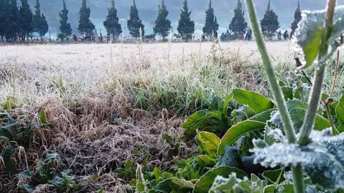 Embun es sudah muncul di Dieng, catat lokasi dan momen terbaik ...