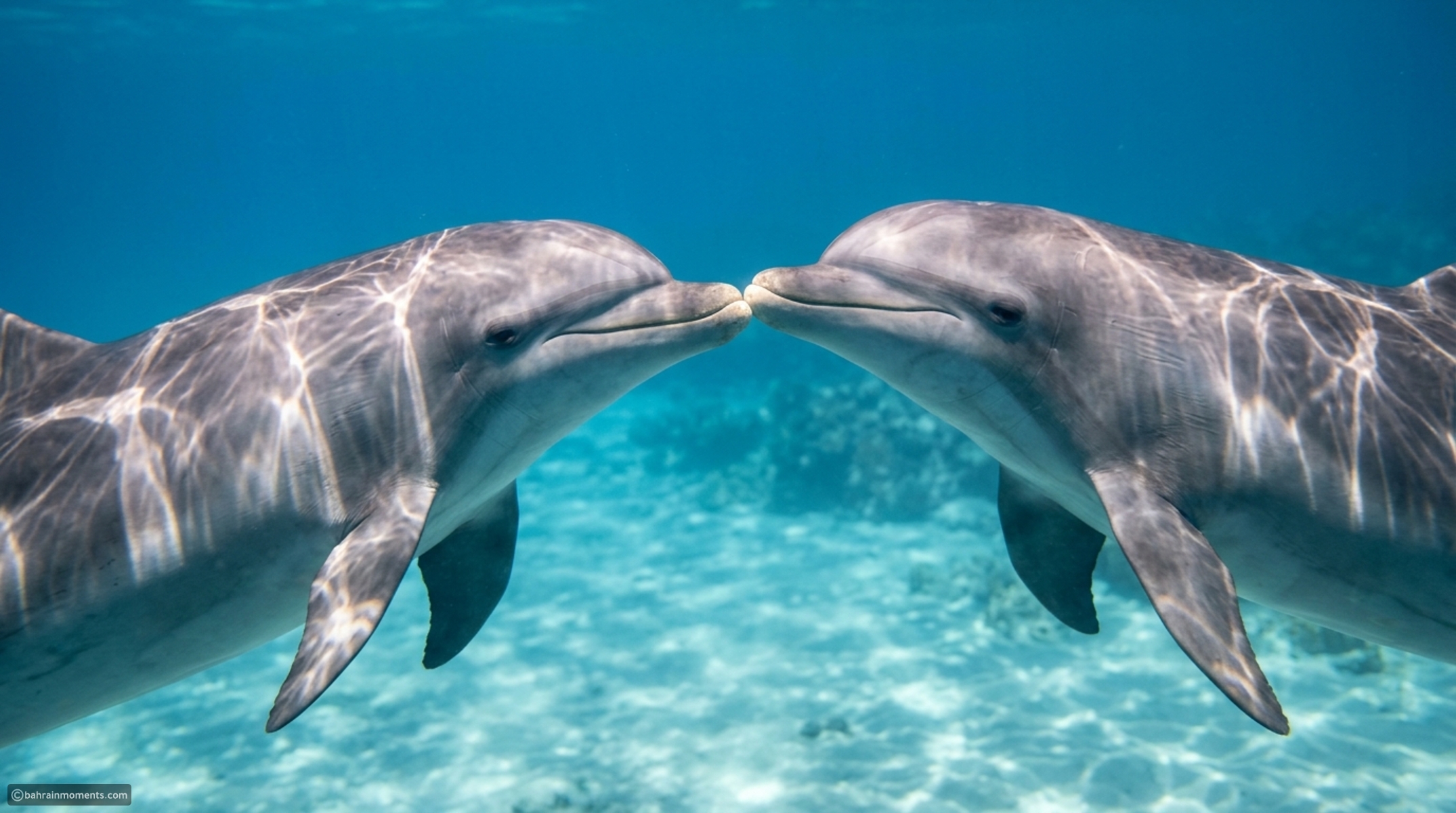 10 animal species that prove being queer is natural