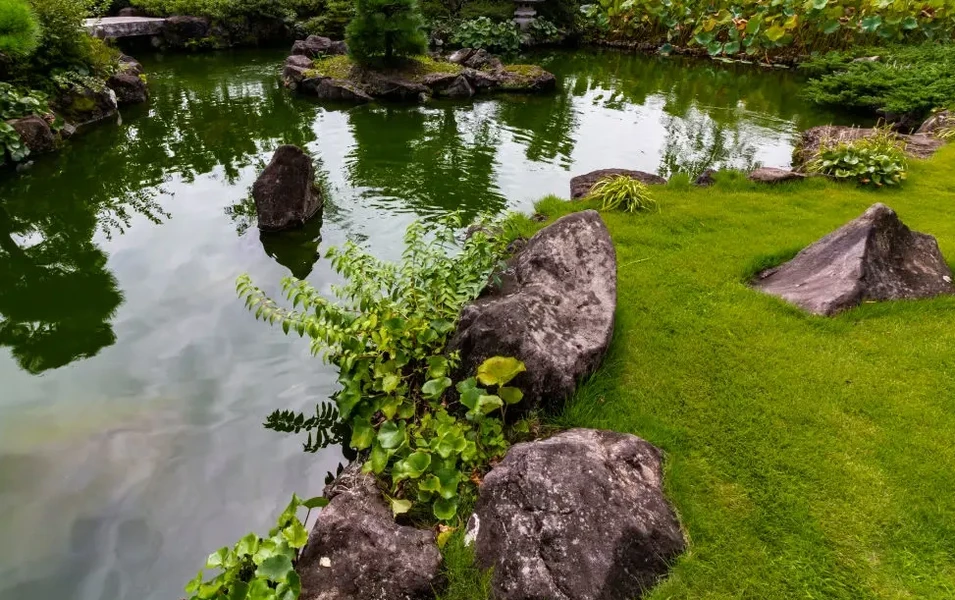 Aquascaping blends Japanese garden design with low-care plants