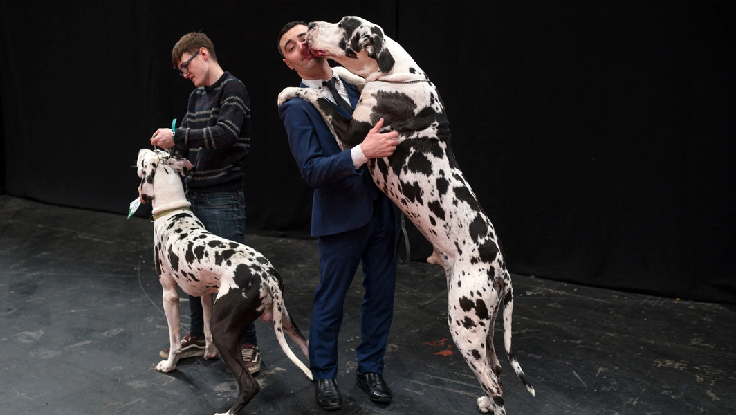 6 great Danes acting like tiny dogs