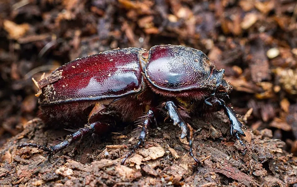Study links elephant loss to collapse in dung beetle populations