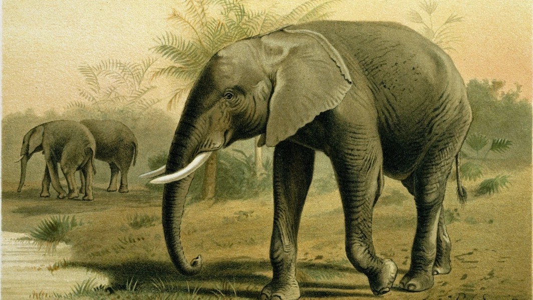 Study links elephant loss to collapse in dung beetle populations