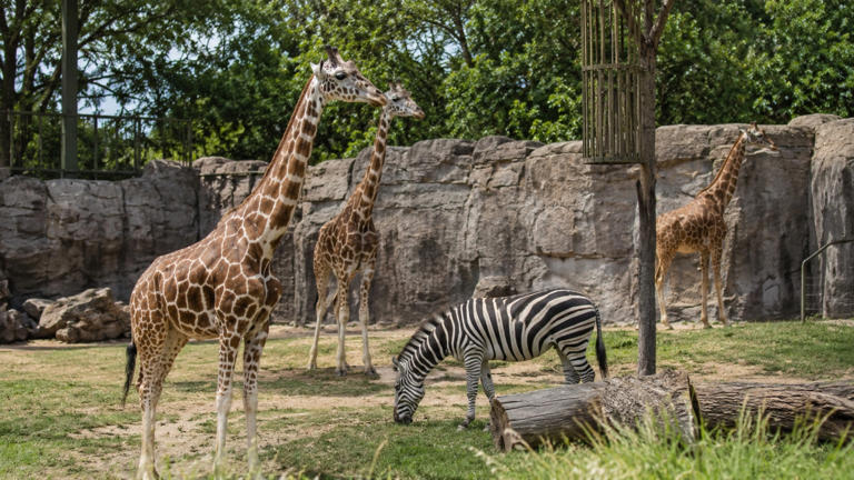 More than 160,000 sign petition against data center planned beside zoo