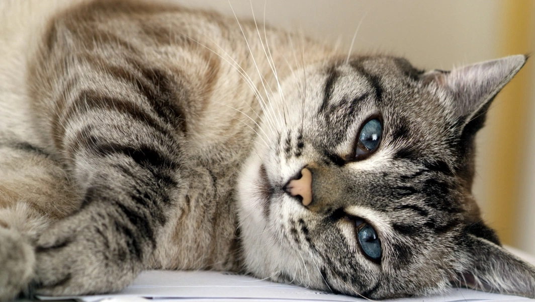 Recognizing behavioral signs of stress in cats