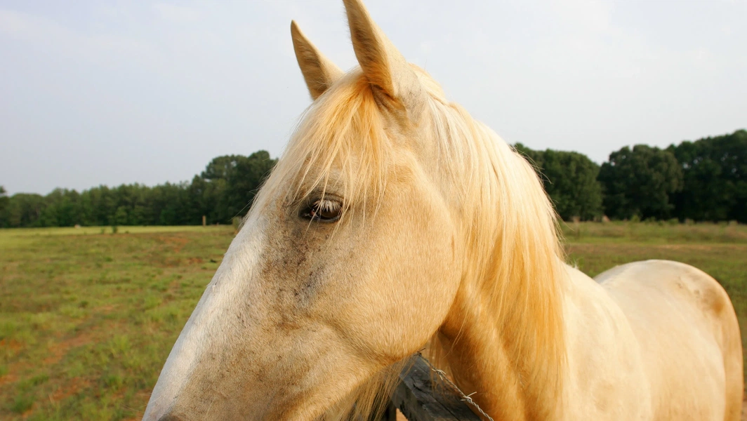 Palomino horses: Genetics, history, and care