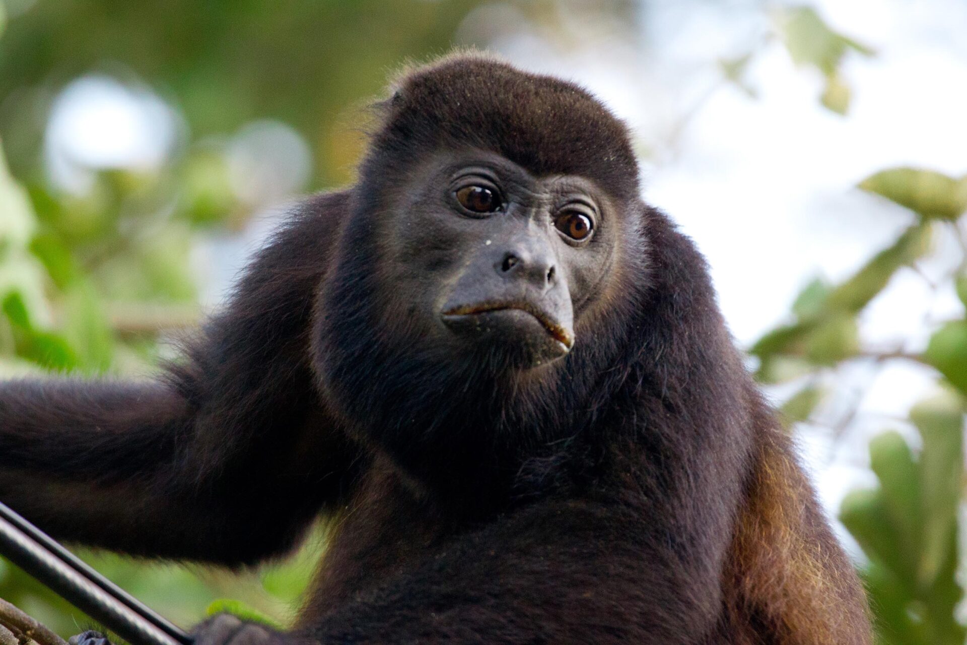 The great danger of power lines for howler monkeys