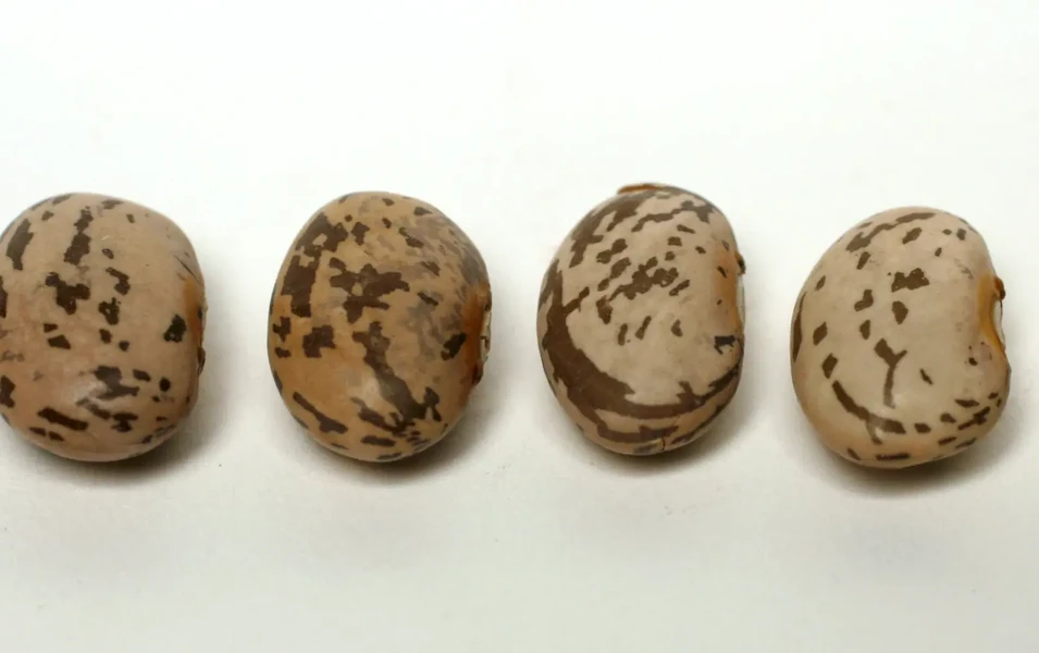Pinto beans: The humble superfood you need now