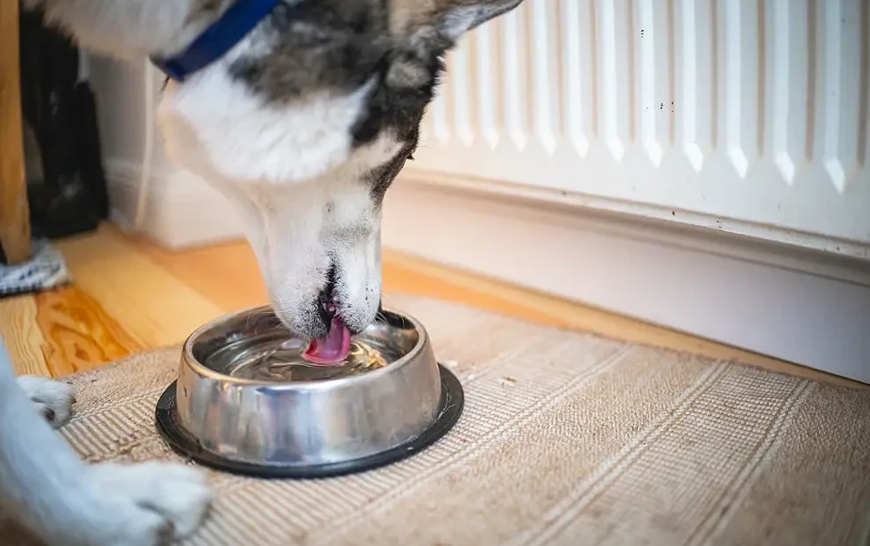 Keeping your dog healthy for a happy life