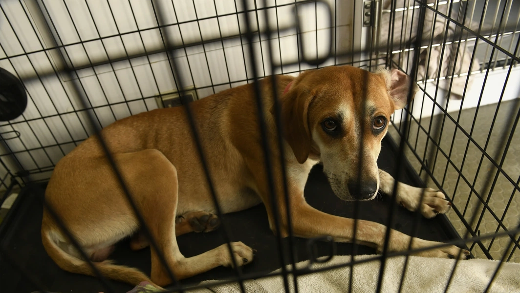 Helping fearful dogs build confidence