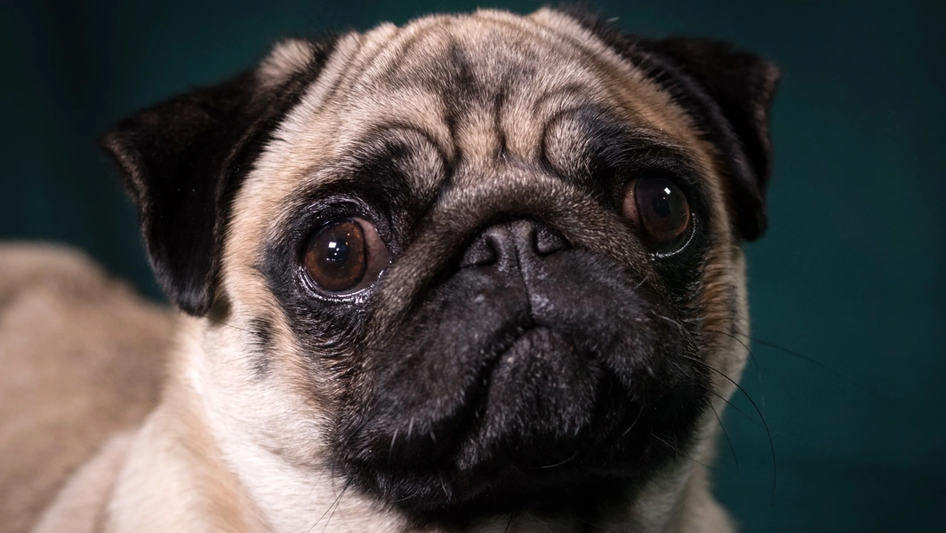 Pugs' royal past meets modern charm and health concerns