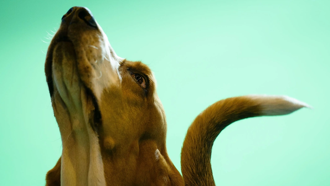 17 dog sounds and what they communicate