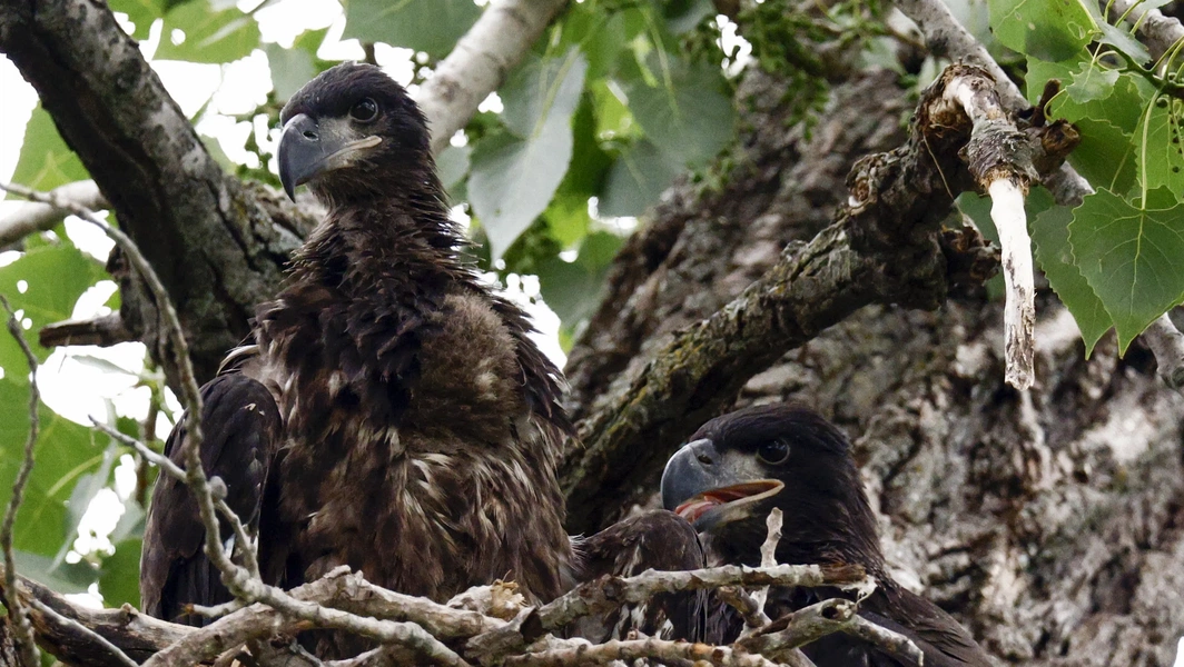 Found a baby bird? Read this before helping