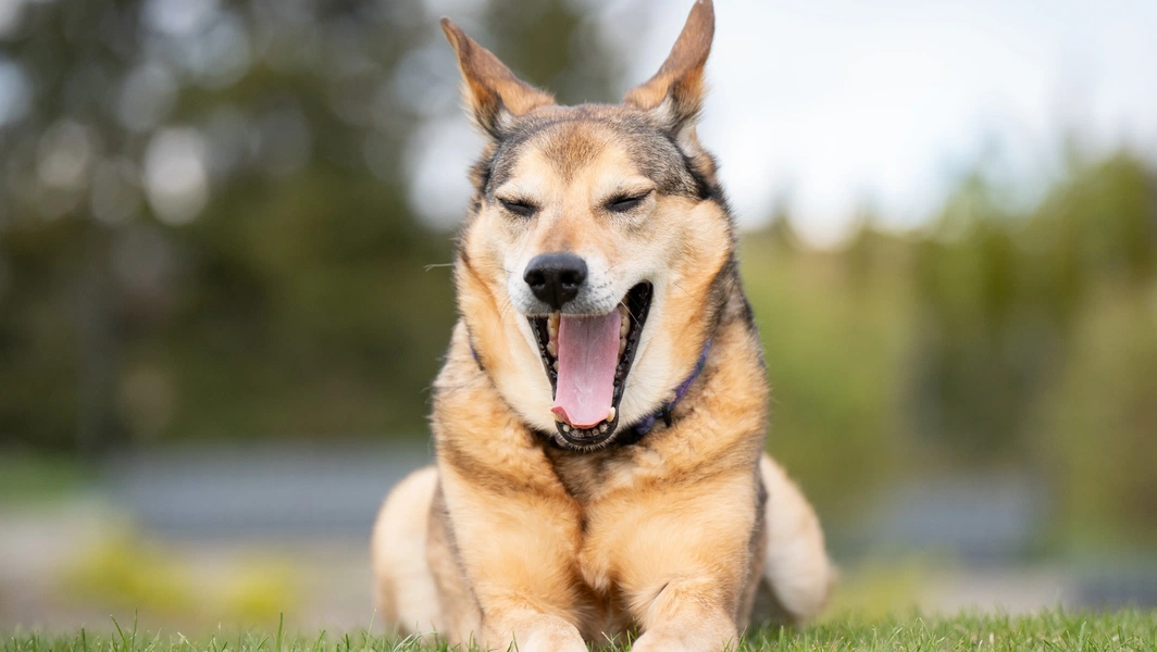 Helping fearful dogs build confidence