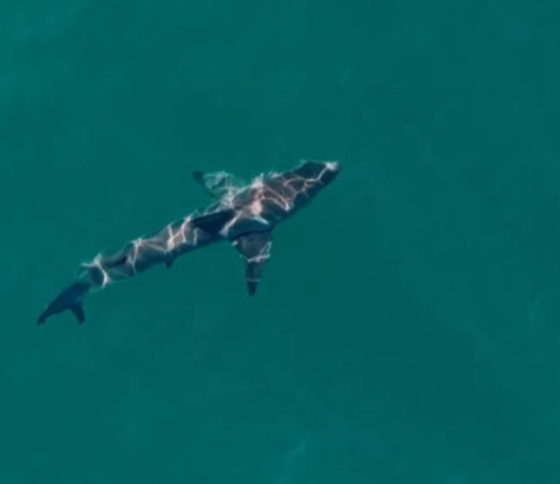 Shark seen swimming by beach after woman critically bitten in 'waist ...