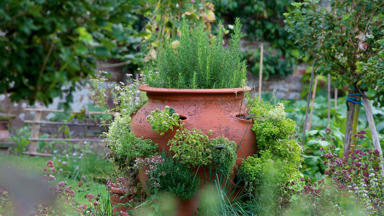A container cocktail garden is the secret to fresh summer garnishes – 3 ...