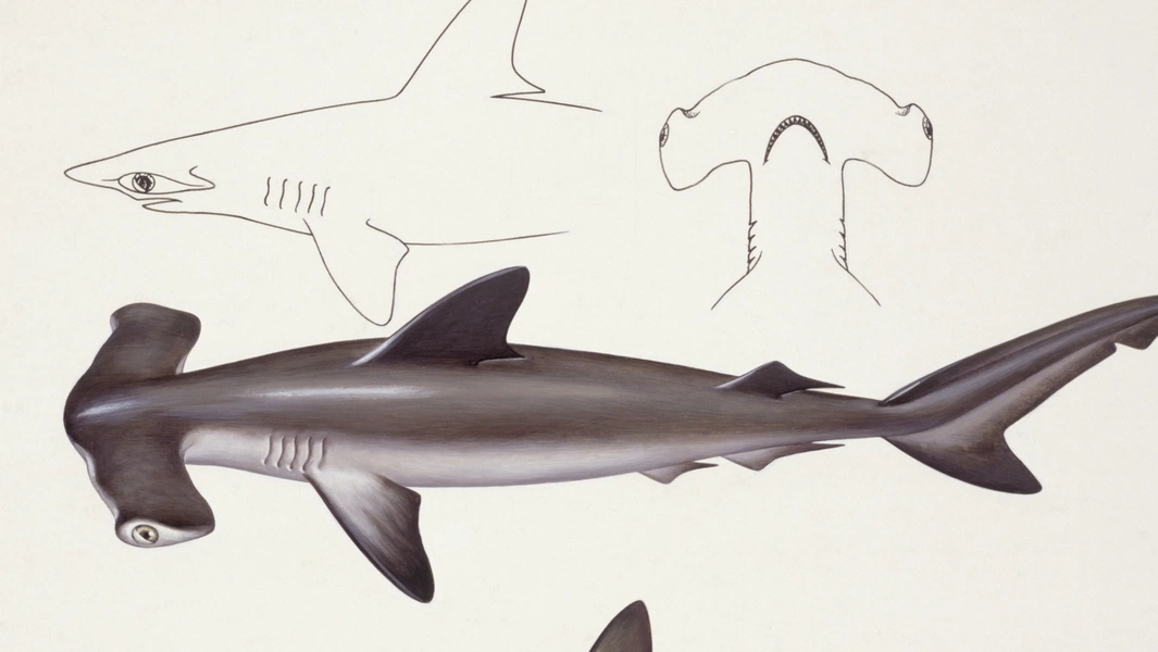 Fascinating insights into hammerhead sharks