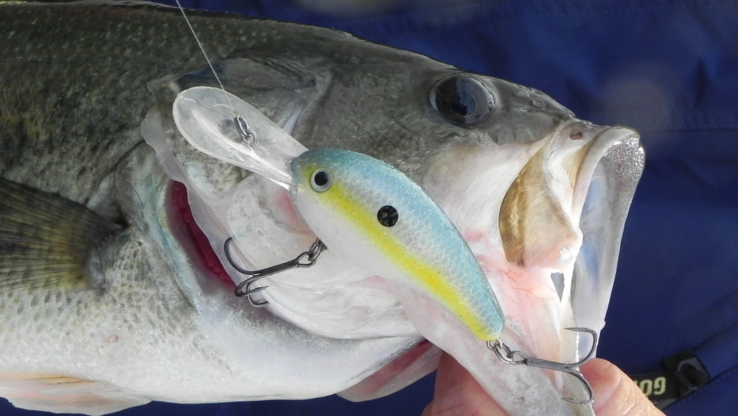 9 common bass fishing myths debunked