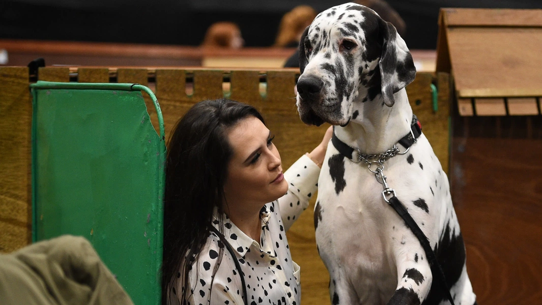 6 great Danes acting like tiny dogs