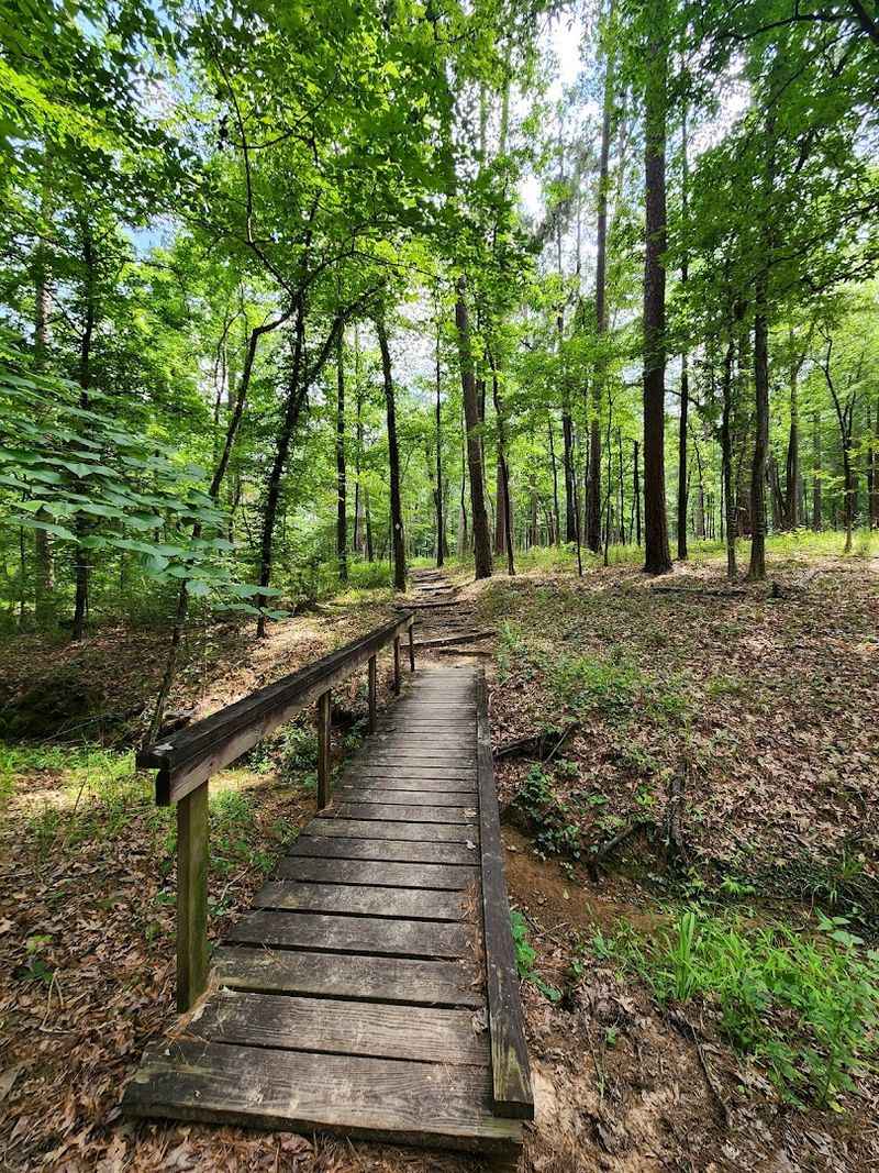 A Texas forest area with tall pines and quiet trails is perfect for hiking