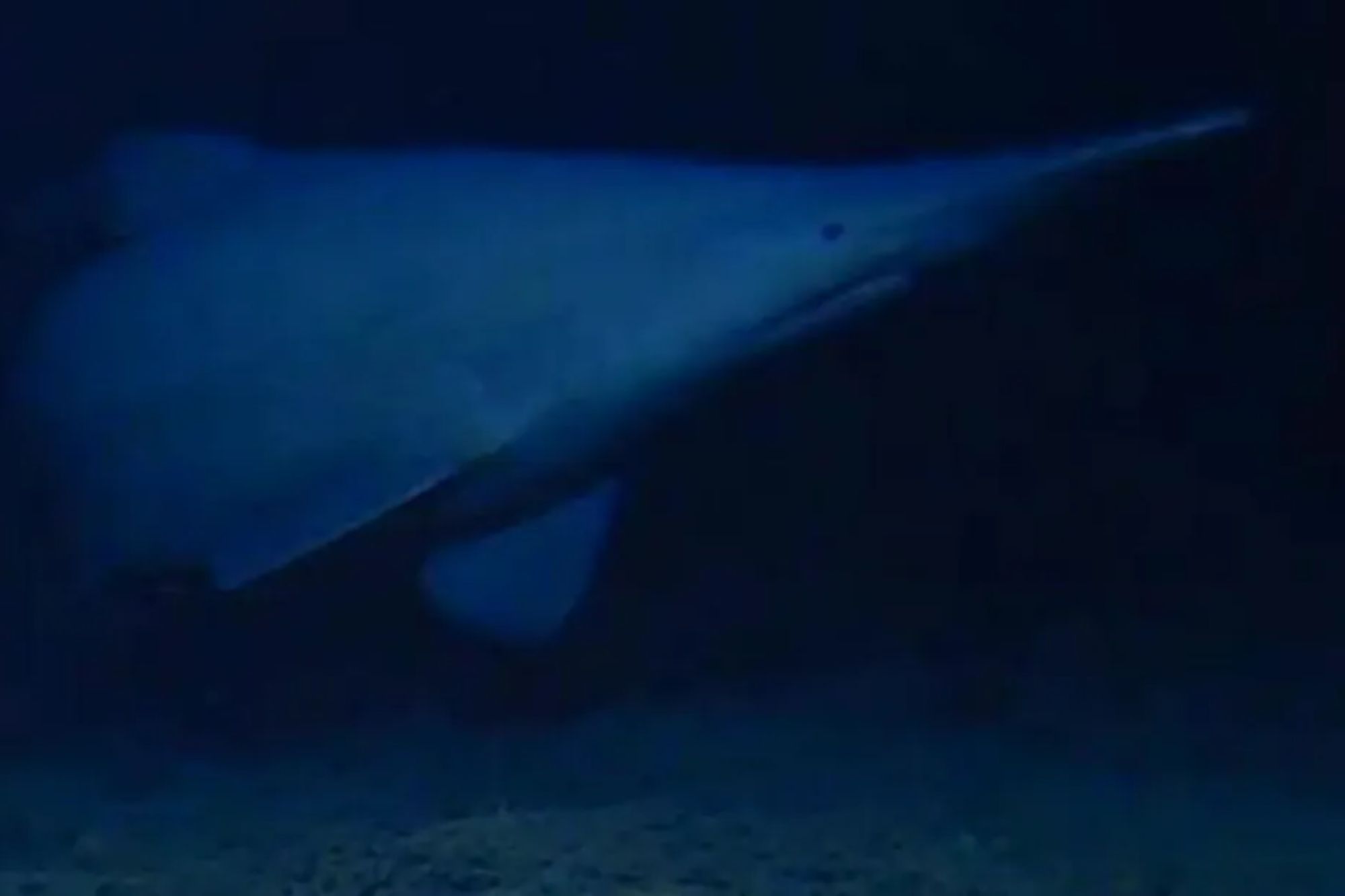 Goblin shark spotted for first time in its natural habitat — one of the ...