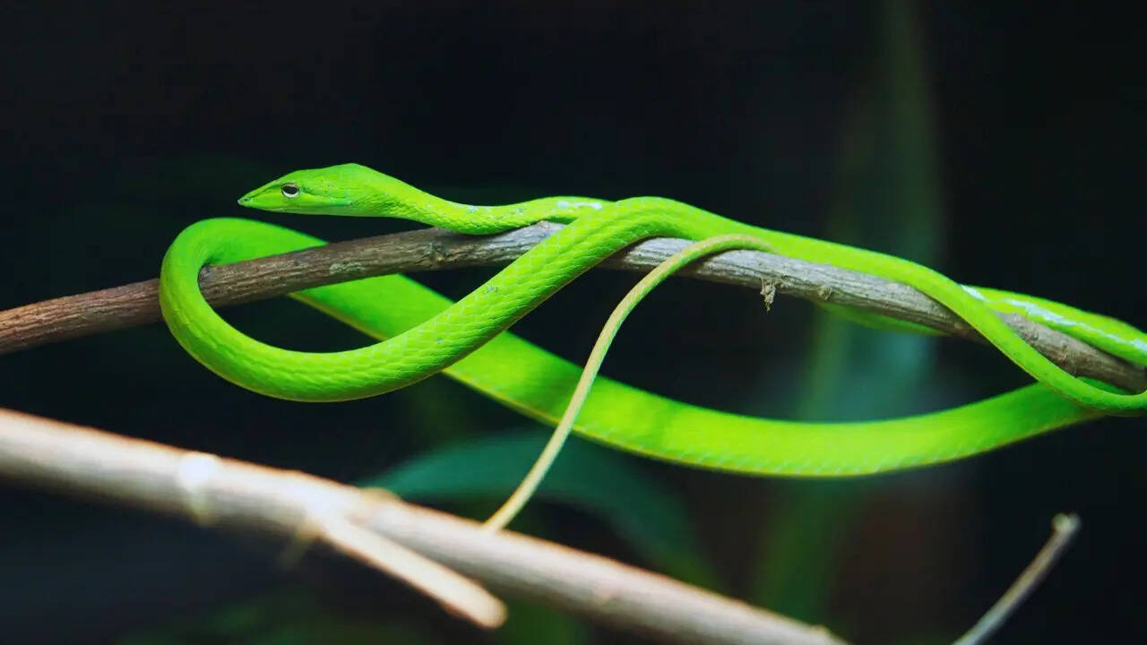 5 snake species in India that are every wildlife photographer's dream