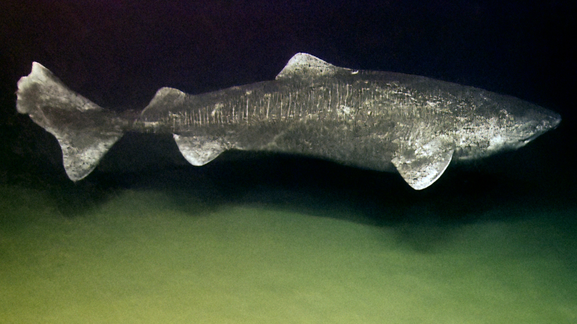 The Greenland shark, the longest-living vertebrate on the planet