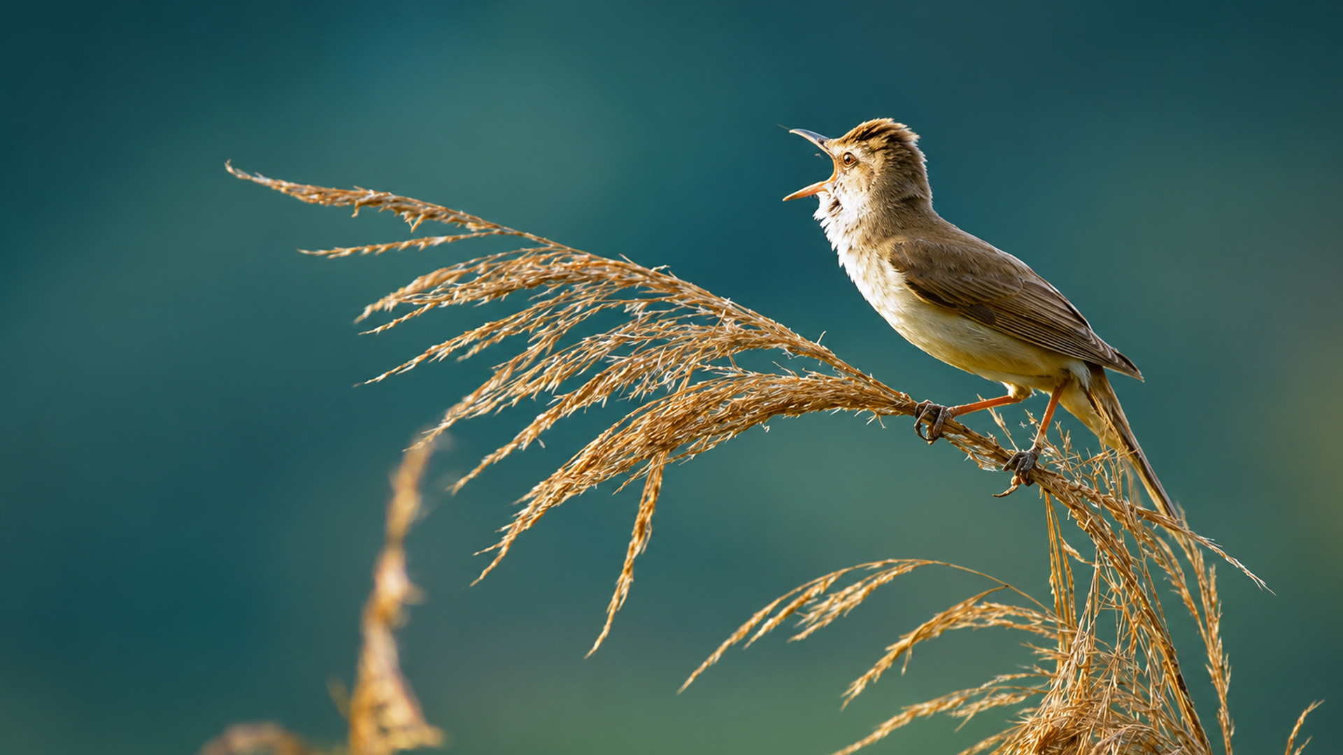 Wildlife-Aufnahmen zeigen den morgendlichen Gesang eines Singvogels
