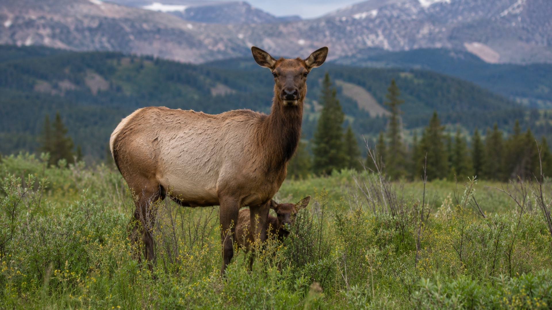 ‘We dachten dat we zouden sterven’: ontmoetingen met wapiti in Colorado ...